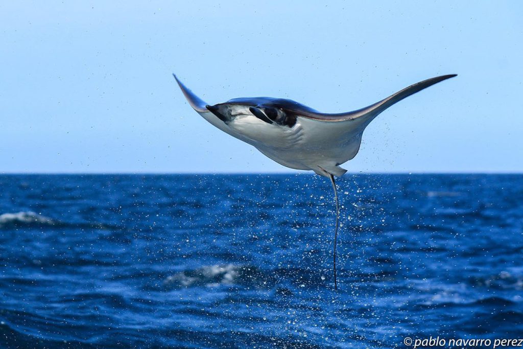 Mobula Rays Swim with the Majestic - True Baja